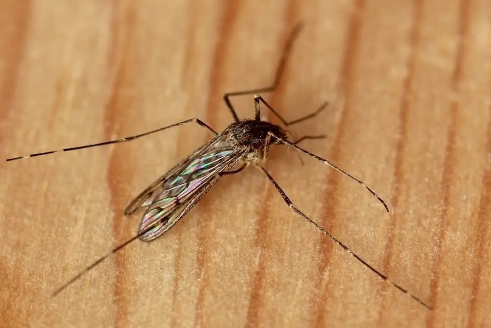 Iceland Sees First Mosquito as Climate Shifts – Peak Point